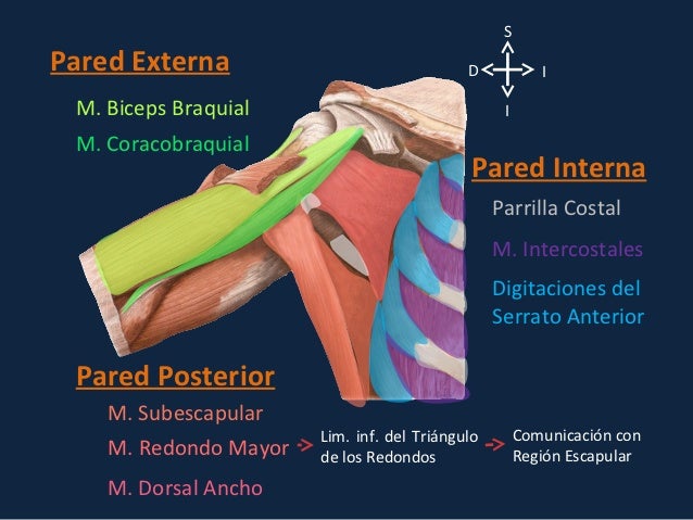 ️ Descubre El Poder Del Hueco De La Axila ⚡ InfoAxilas