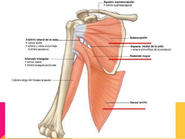 Axila- Monserrat Hernández-UAEH Anatomía