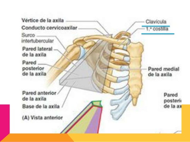 Axila- Monserrat Hernández-UAEH Anatomía