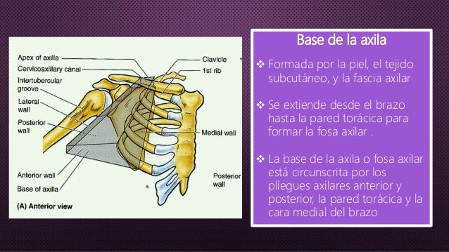anatomía de Axila