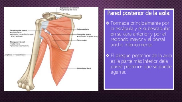 anatomía de Axila