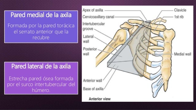 anatomía de Axila