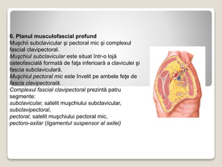 Axila | PPT