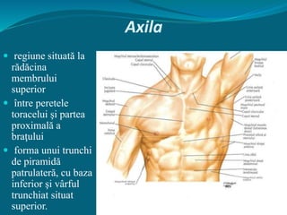 Axila.pptx