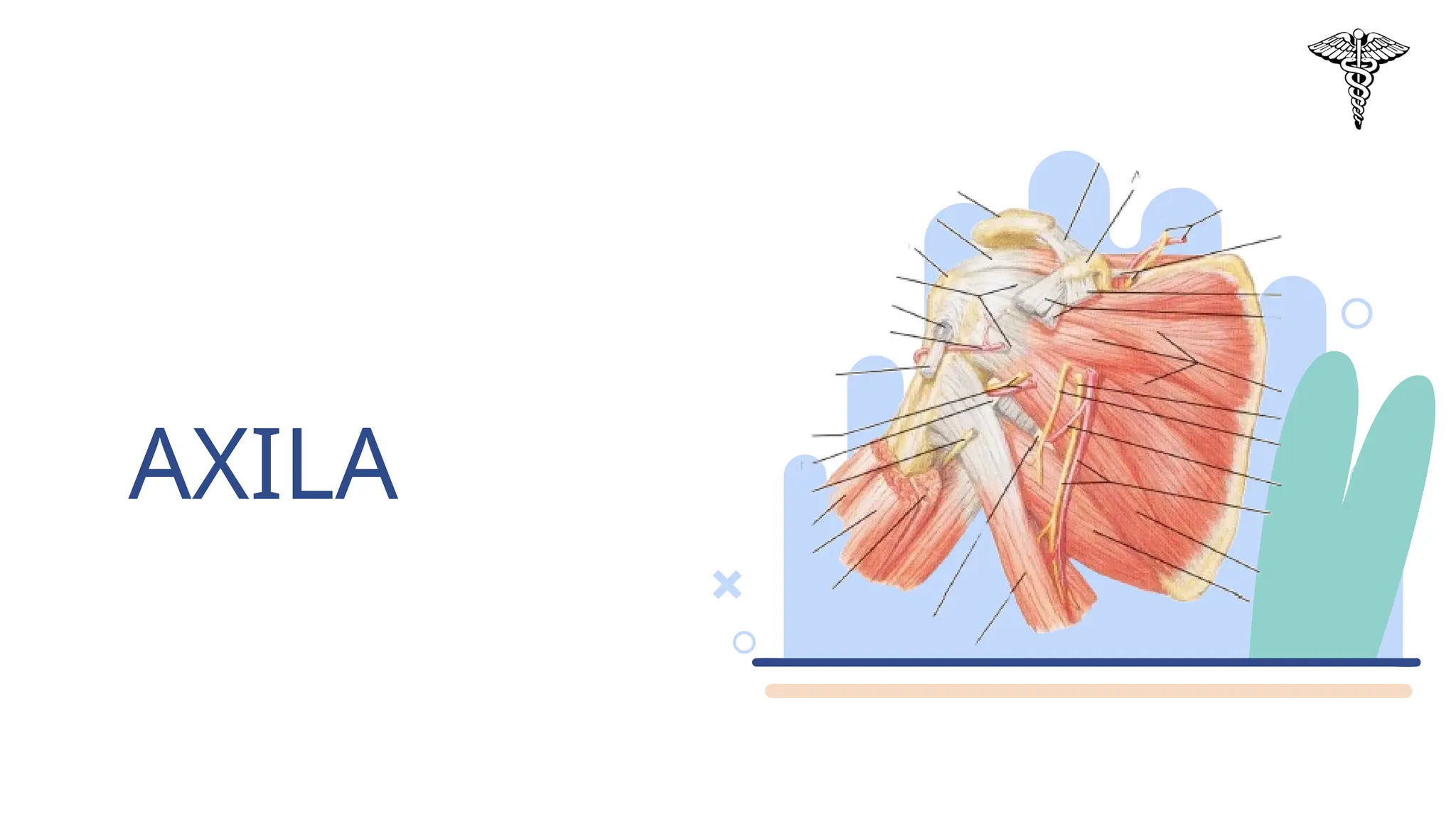 ANATOMIA DE LA REGION DE LA AXILA .pptx