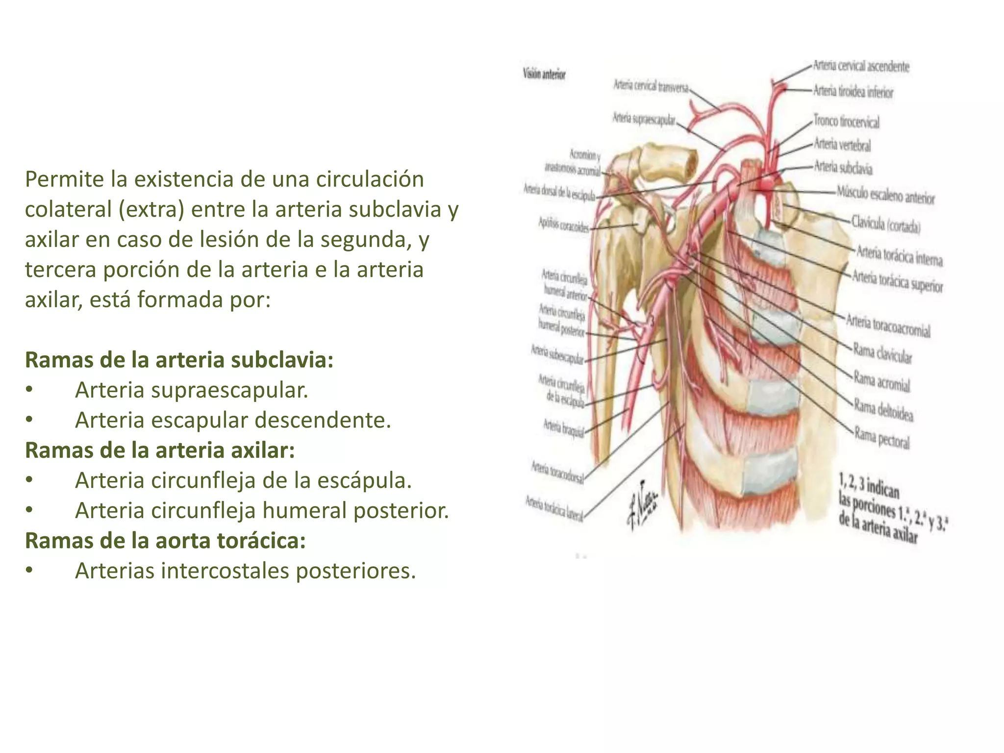 Anatomía de la axila | PPT