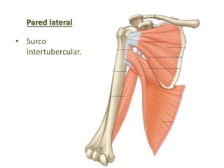 Anatomía de la axila | PPTX