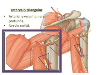 Intervalo Triangular
