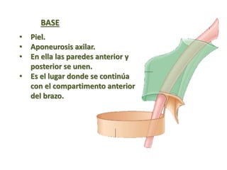 Anatomía de la axila | PPTX