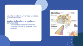 Axila, Brazo y Fosa de Codo - Anatomía.pdf