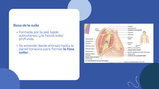 Axila, Brazo y Fosa de Codo - Anatomía.pdf