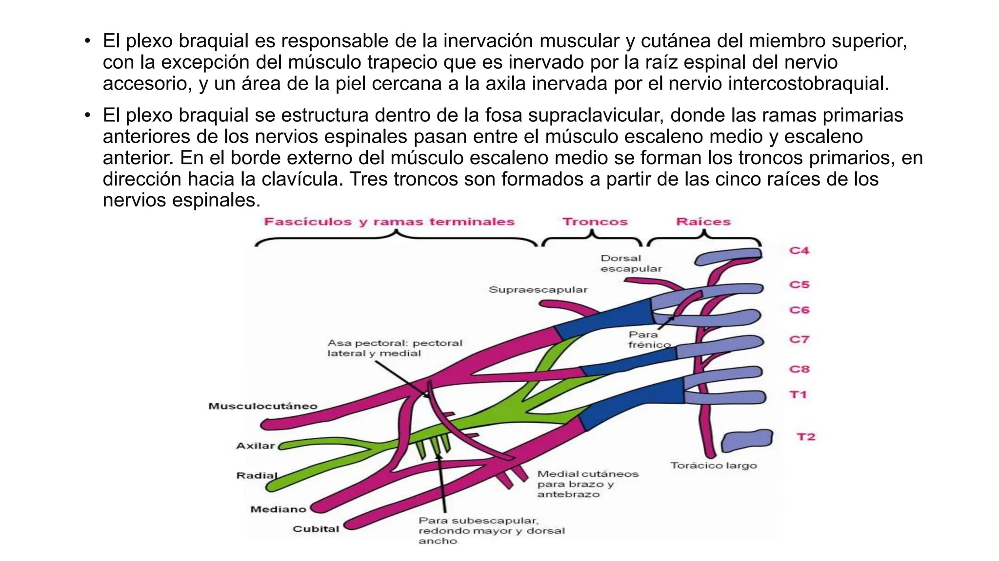 Anatomia -Axila_Plexo_Braquial_Y_Cervical.pptx