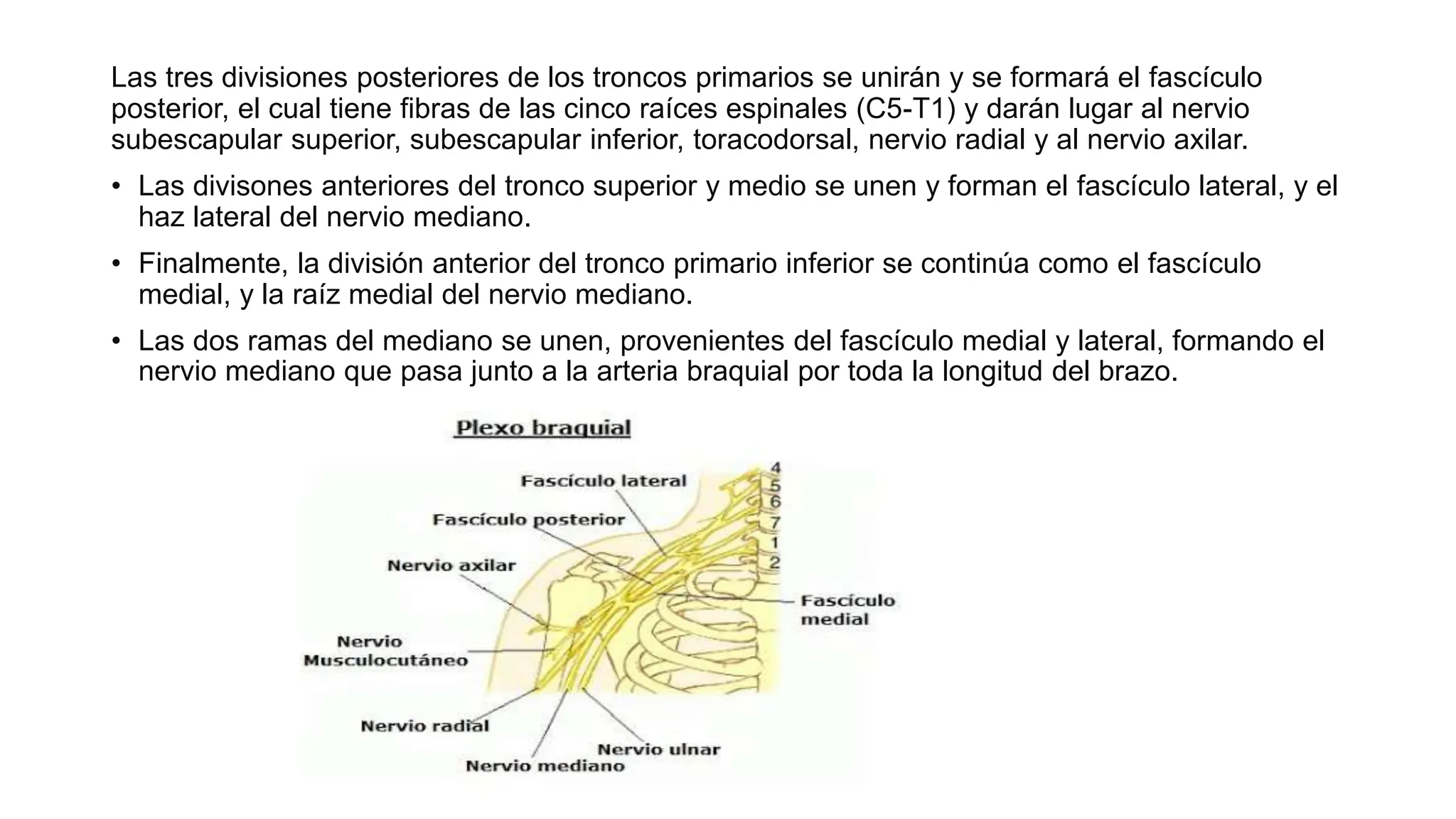 Anatomia -Axila_Plexo_Braquial_Y_Cervical.pptx