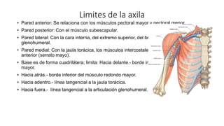 Anatomia -Axila_Plexo_Braquial_Y_Cervical.pptx