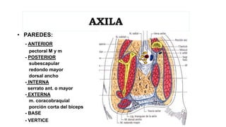 AXILA PLEXO VASCULAR | PPTX