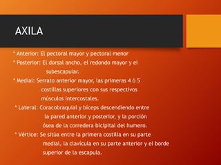 Axila y plexo braquial1 | PPTX