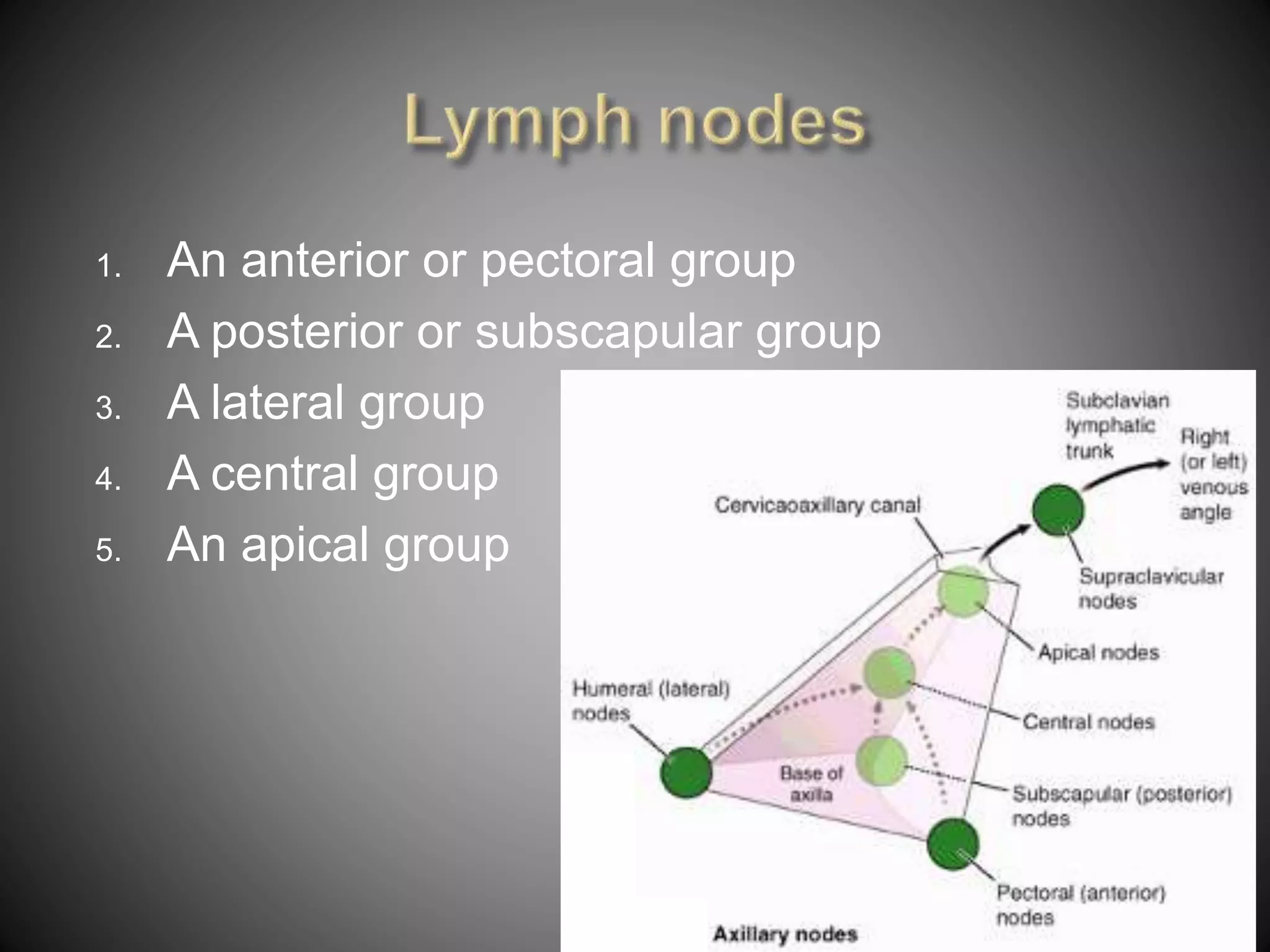 Anatomy of Axilla | PPTX