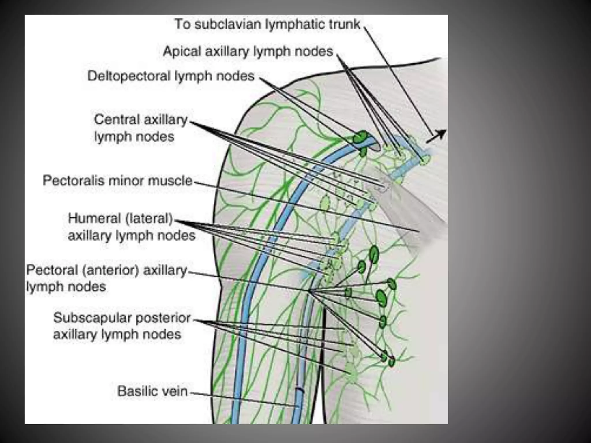 Anatomy of Axilla | PPTX