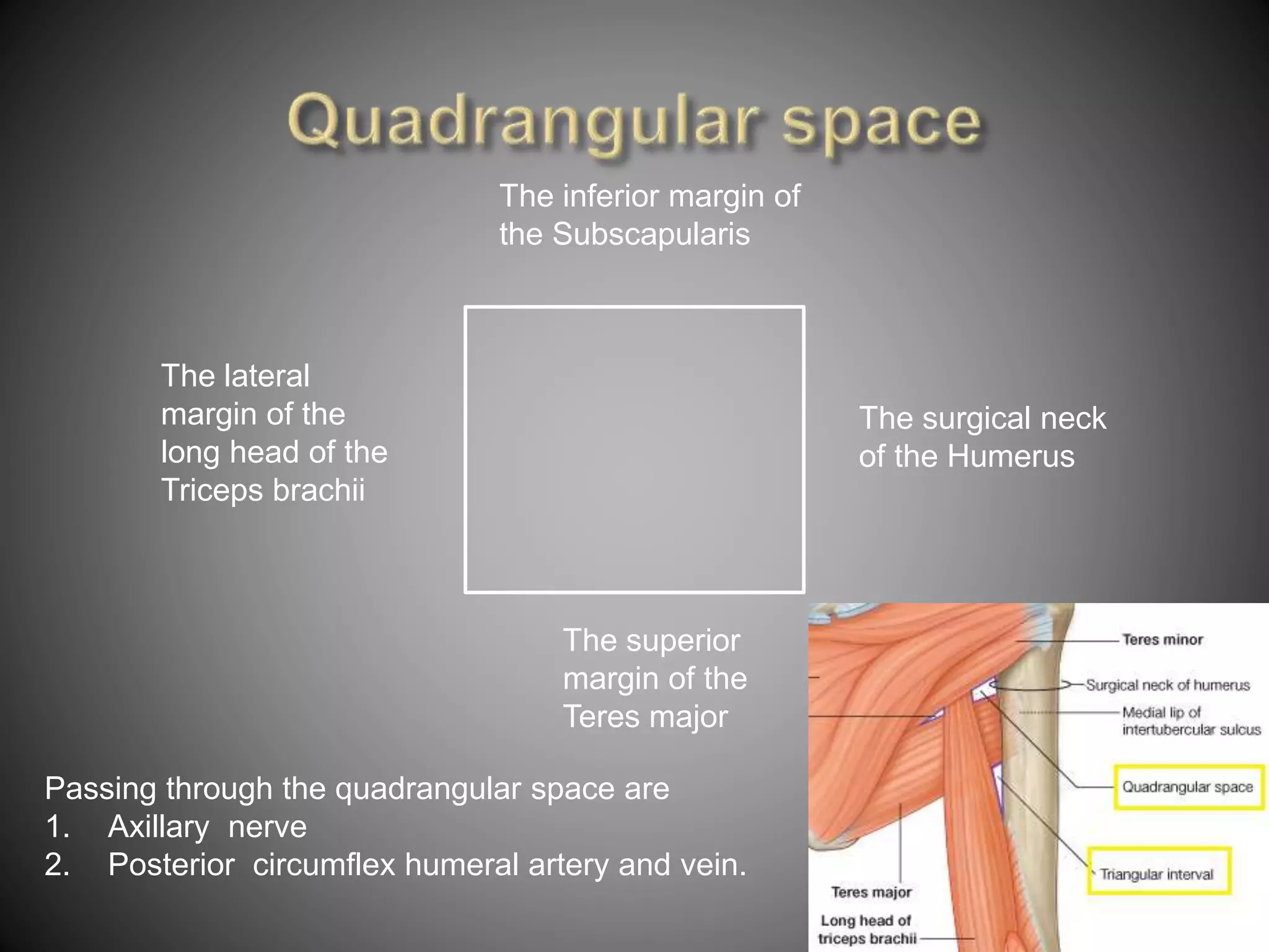 Anatomy of Axilla | PPTX