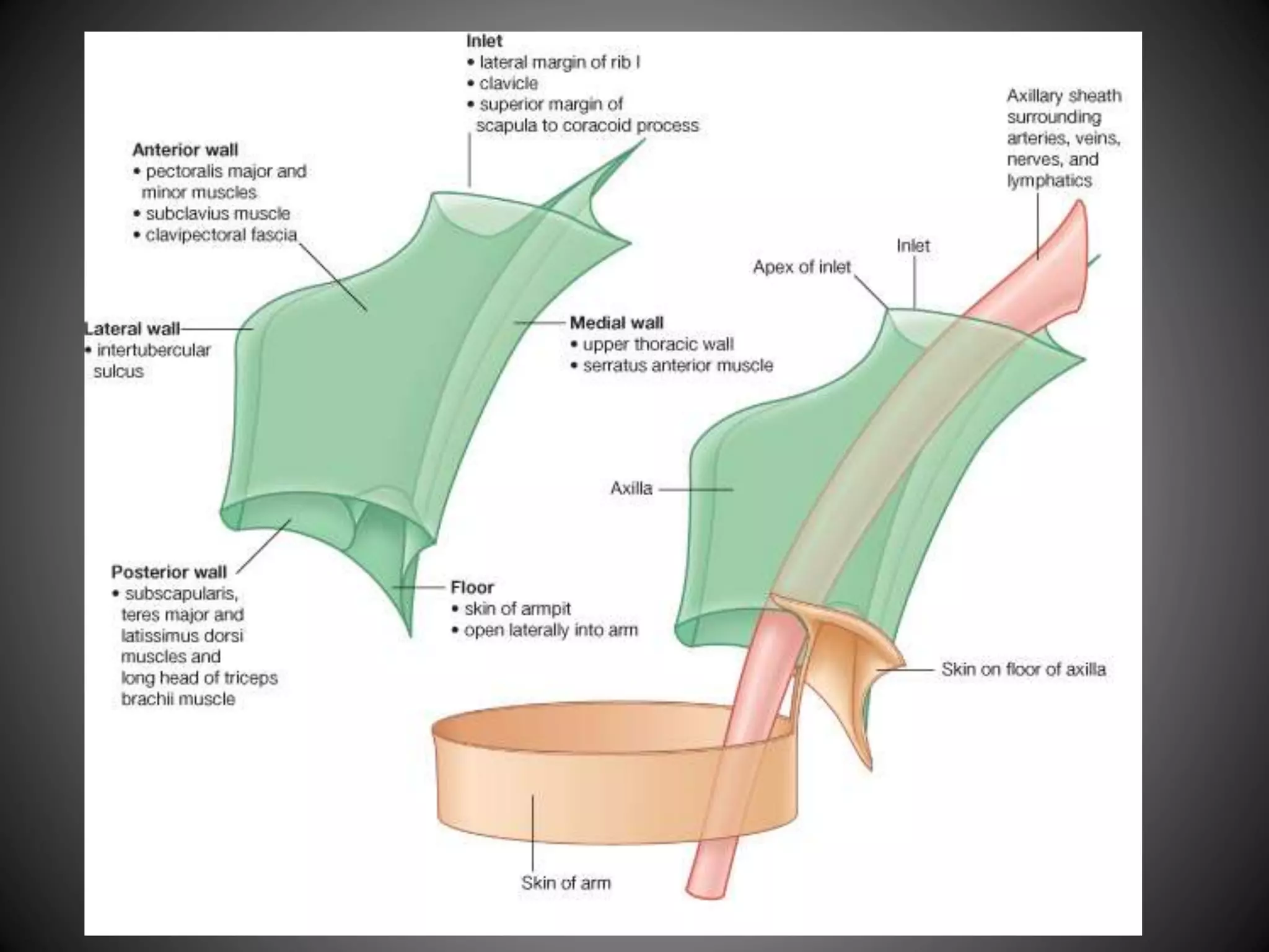Anatomy of Axilla | PPTX