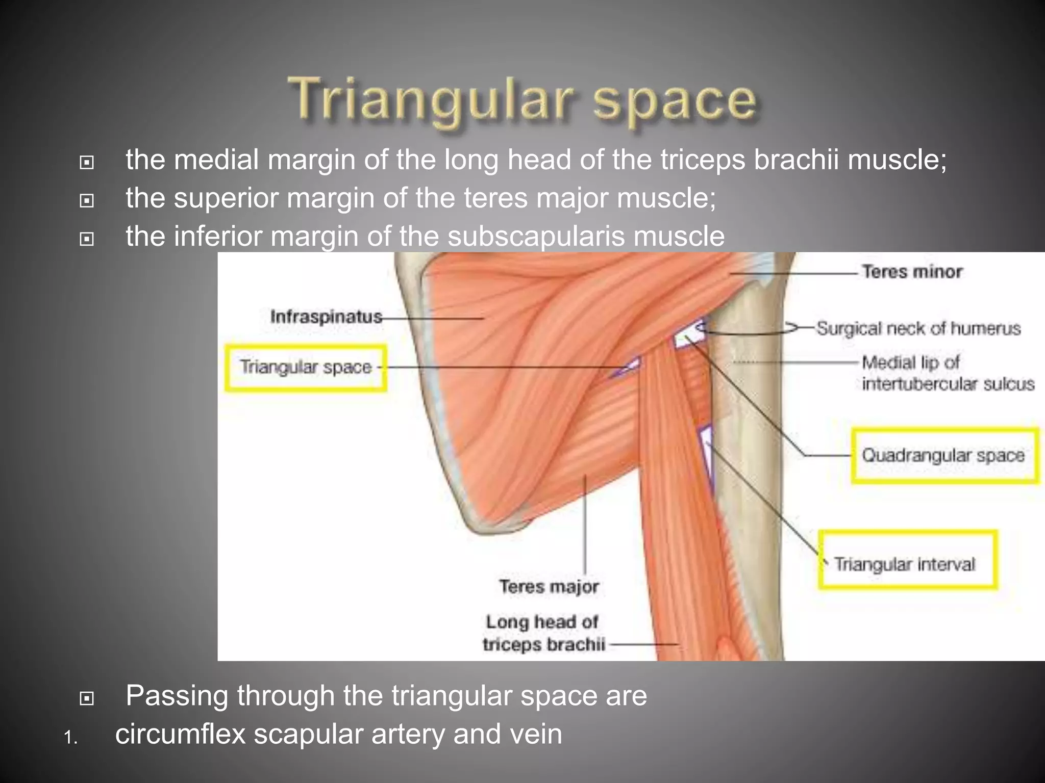 Anatomy of Axilla | PPTX