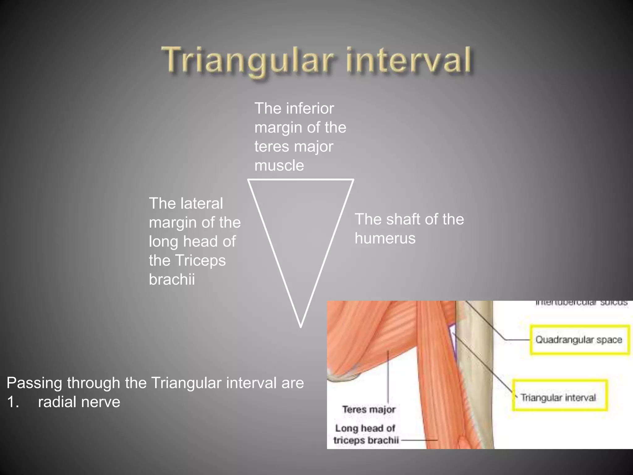 Anatomy of Axilla | PPTX
