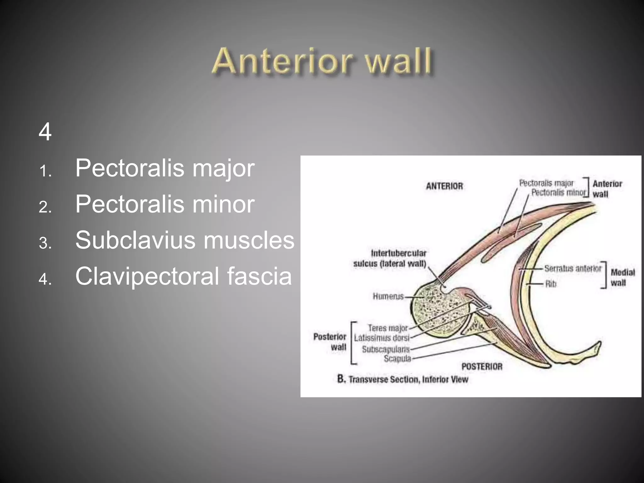 Anatomy of Axilla | PPTX