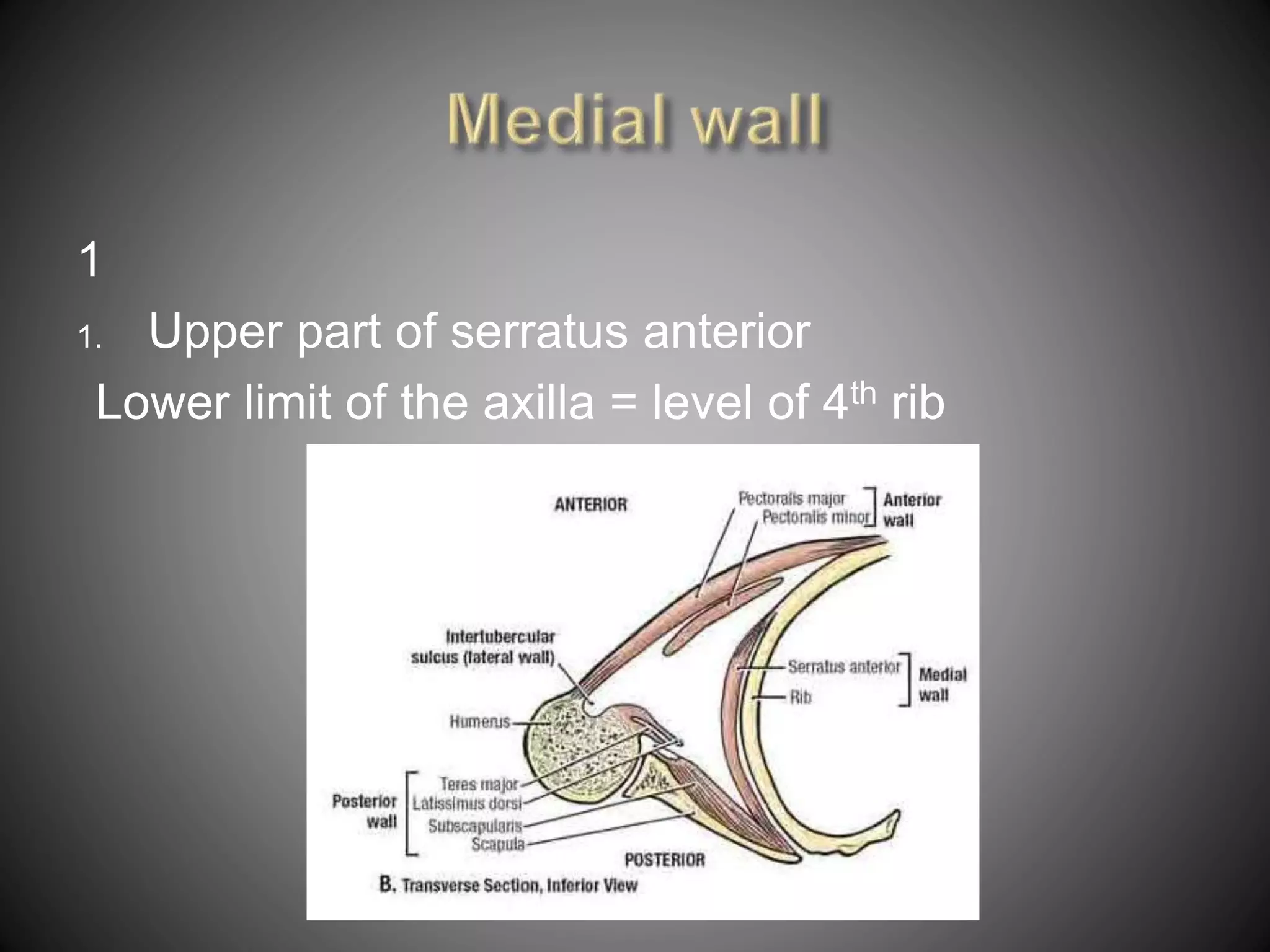 Anatomy of Axilla | PPTX