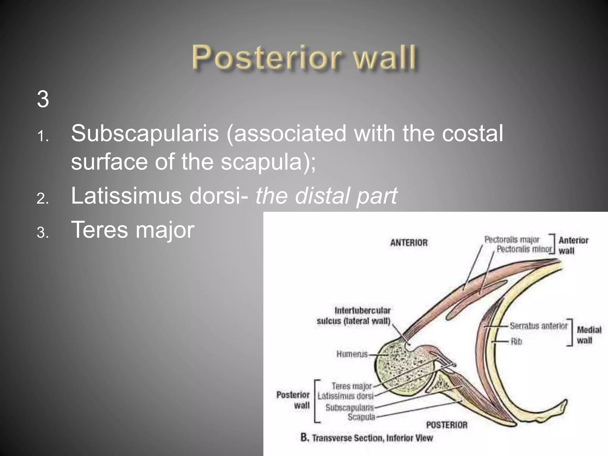 Anatomy of Axilla | PPTX