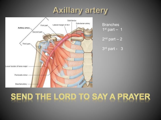Anatomy of Axilla | PPTX