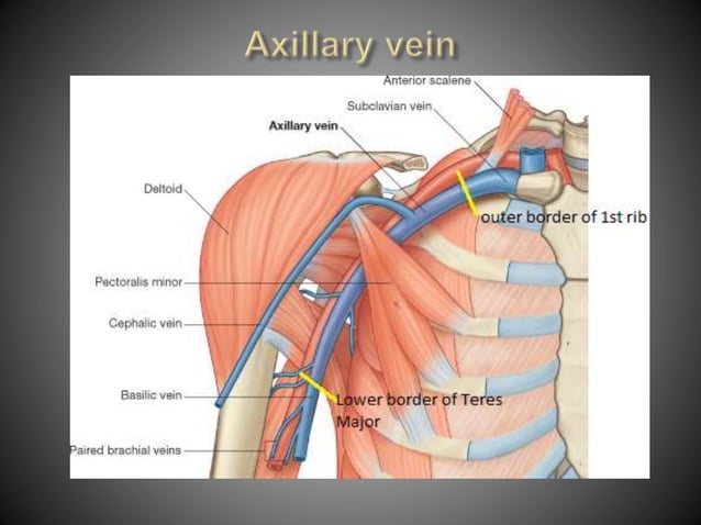 Anatomy of Axilla | PPTX