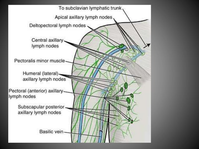 Anatomy of Axilla | PPTX