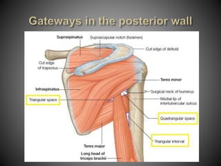 Anatomy of Axilla | PPTX