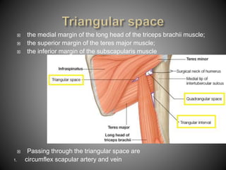 Anatomy of Axilla | PPTX