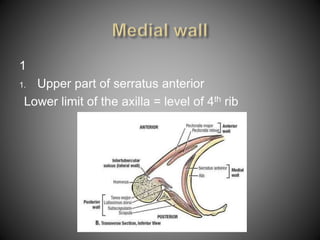 Anatomy of Axilla | PPTX