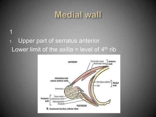 Anatomy of Axilla | PPTX
