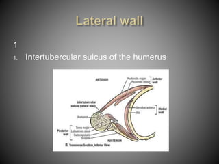 Anatomy of Axilla | PPTX