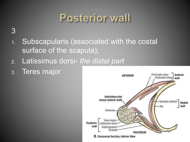 Anatomy of Axilla | PPTX