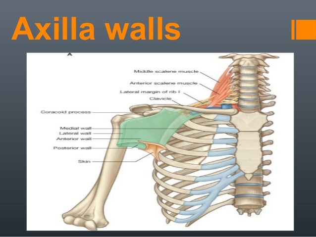 Axilla