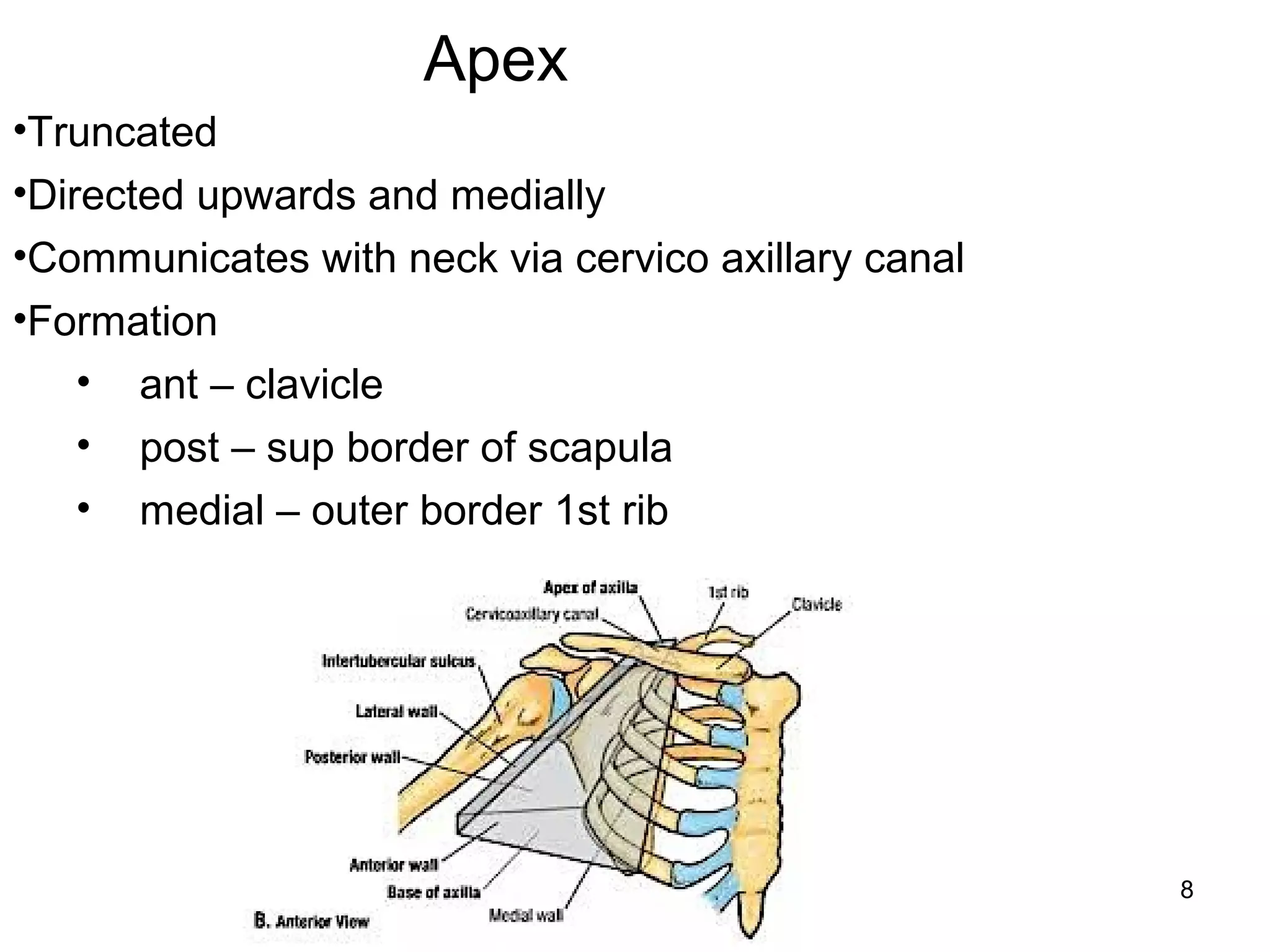 Axilla | PPT