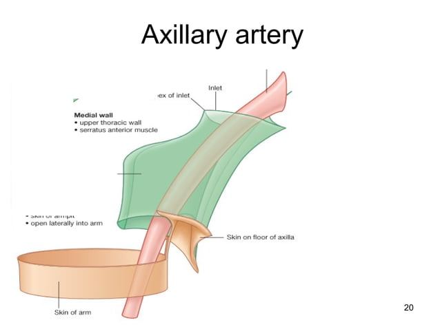 Axilla | PPT | Death, Injury, or Military Conflict | Sensitive Topics