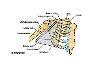 Axilla | PPT