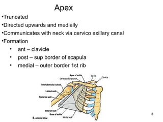 Axilla | PPT