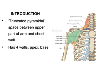 Suspensory Ligament Of Axilla