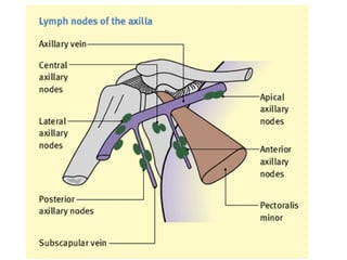 Axillary Lymph Nodes Diagram