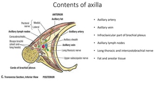 Axilla | PPTX
