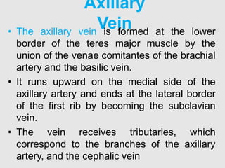 Axilla | PPT
