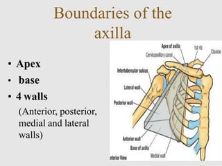 Axilla | PPT