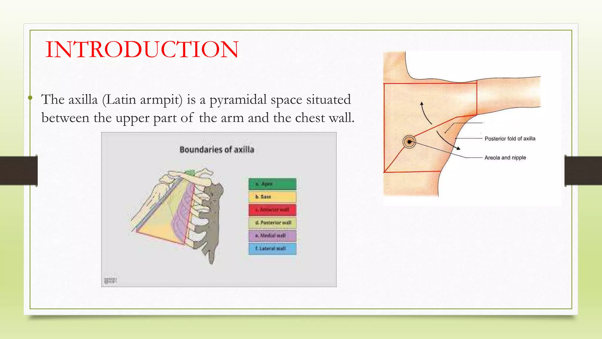 Axilla anatomy | PPTX