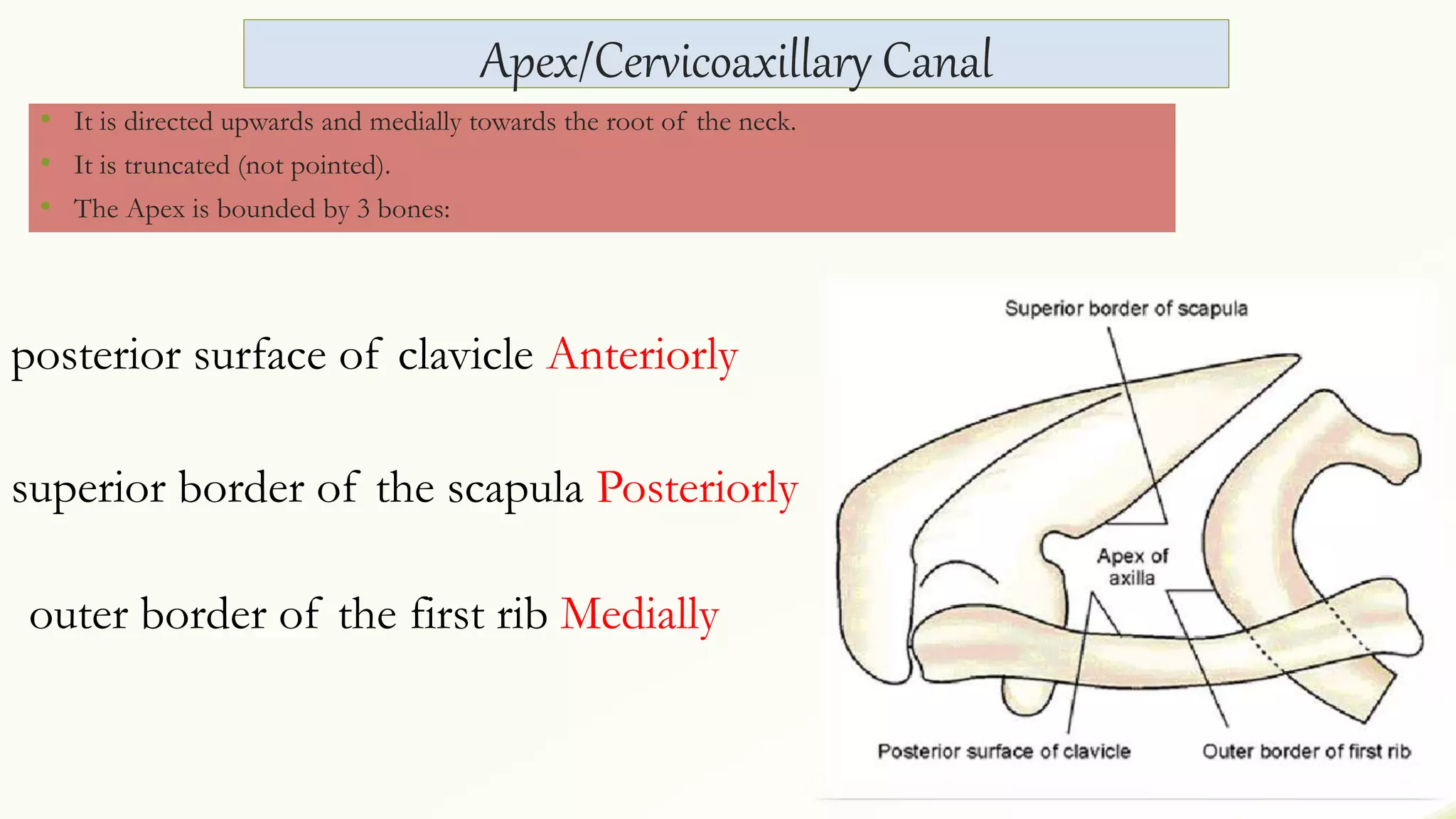 Axilla anatomy | PPTX